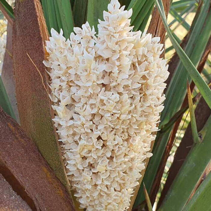 Pollination Process of Date Palms | AYAFarms