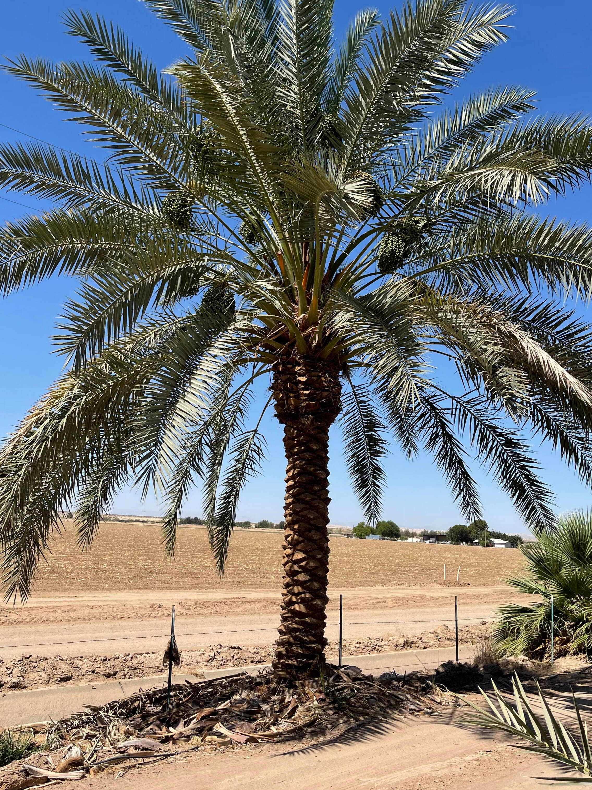 Barhi Date Palm | AYAFarms